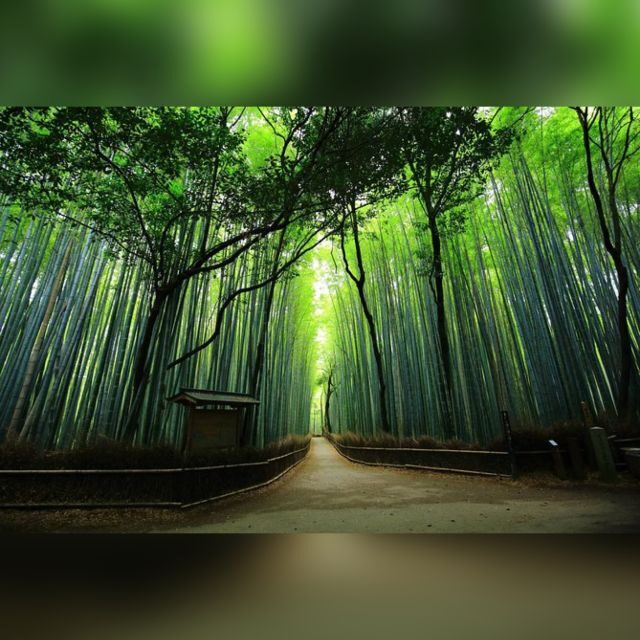 Full day Highlights destination of Kyoto with Hotel Pickup - Breaking Down the Itinerary: What You Can Expect