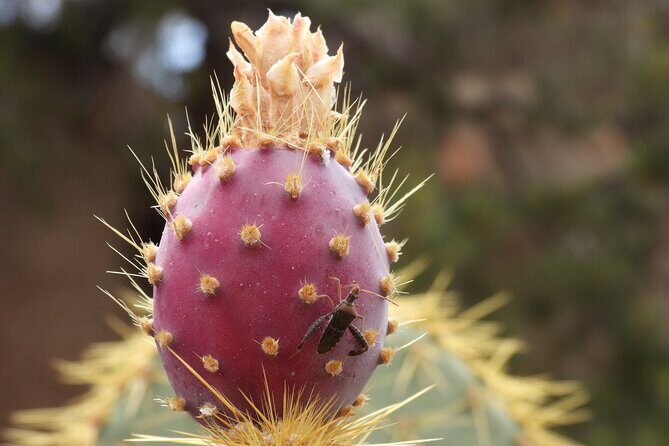 Full Day Hike in Joshua Tree National Park - What Previous Travelers Say