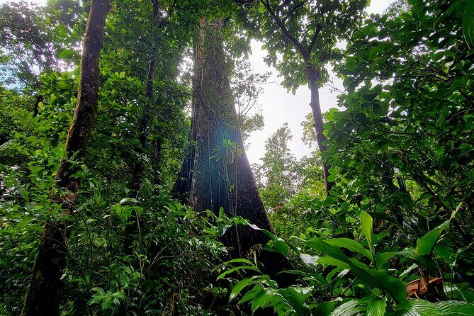 Full Day Hike Tour from Dominica - An In-Depth Look at the Tour Experience