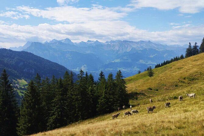 Full-Day Hiking Swiss Alps and Lake swim with Pick-up - Practical Tips for Prospective Hikers