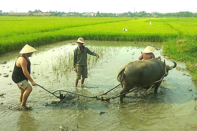 Full day Hoi An Lantern making - Tra Que Herb & Cam Thanh fishing village - The Sum Up: Why This Tour Works