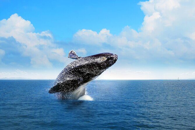 Full Day Humpback Whale Watching Tour in Samana from Uvero Alto - Key Points