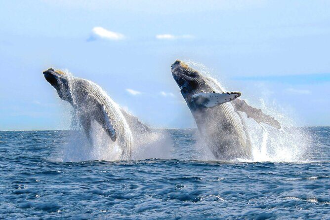 Full Day Humpback Whale Watching Tour in Samana from Uvero Alto - Exploring the Itinerary: What to Expect at Each Stop