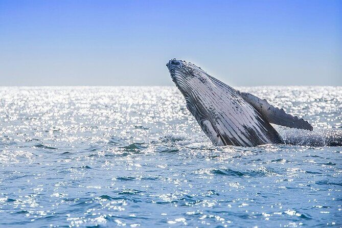 Full Day Humpback Whale Watching Tour in Samana from Uvero Alto - What We Love and Consider