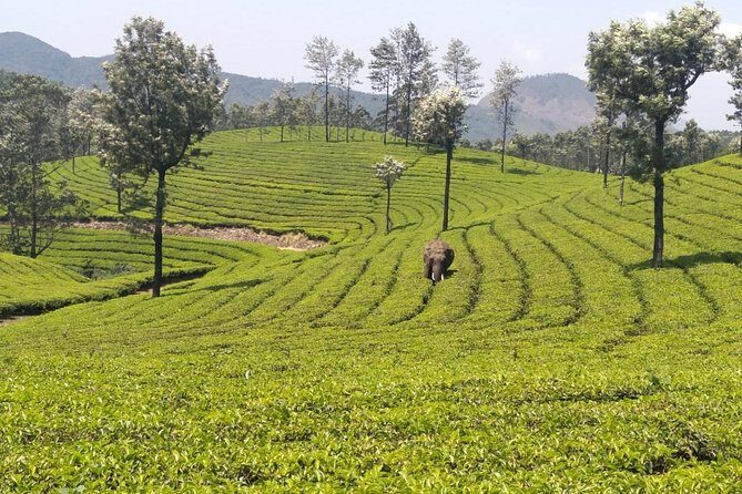 Full day in hiking in Munnar (By Munnar Info) - FAQs