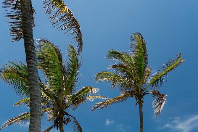 Full-Day Isla Contoy Sailing Nature Experience in Mujeres - What to Expect Based on Reviews