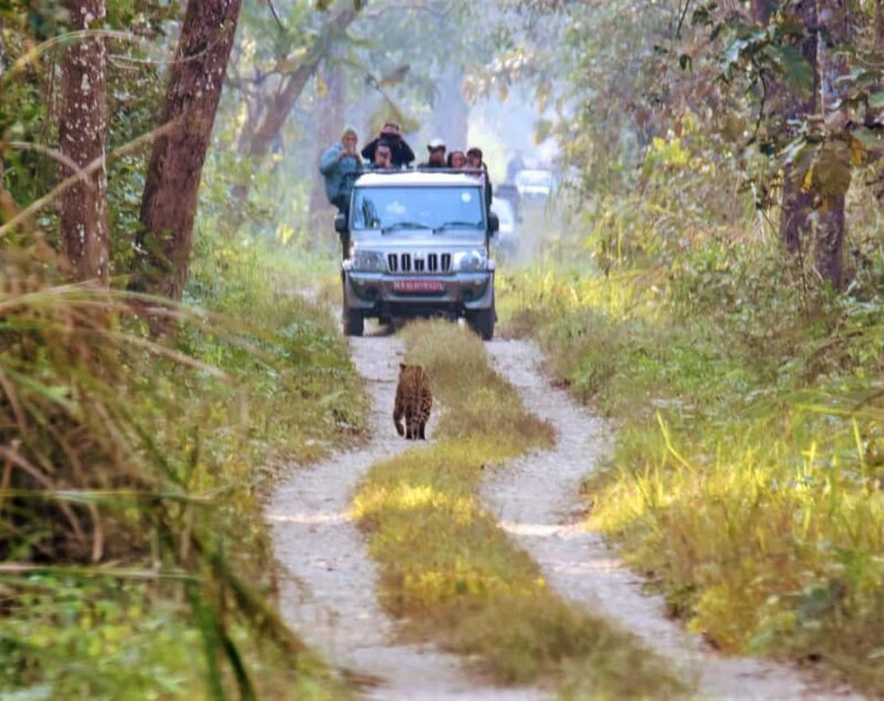 Full Day Jeep Safari in Chitwan National Park - A Detailed Look at Your Day in Chitwan