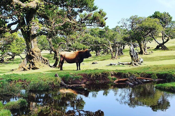 Full Day Jeep Safari Tour to Porto Moniz and Cabo Girão - The Sum Up
