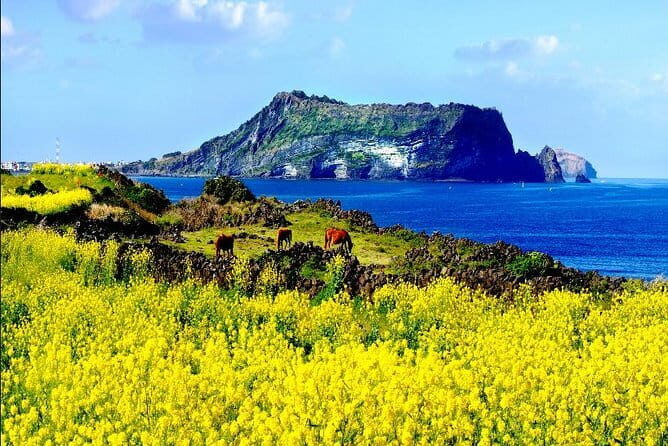 Full Day Jeju Private Customizable highlight Tour - Key Points