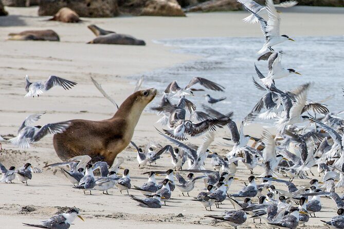 Full-Day Kangaroo Island Experience Departing from Kangaroo Island - Transportation, Guides, and Overall Value