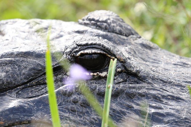 Full-Day Kayak Adventure in the Everglades - The Itinerary: A Deep Dive into the Everglades