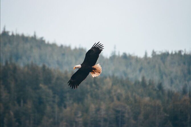 Full Day Kayaking Adventure on Vancouver Island - Logistics & Practical Considerations