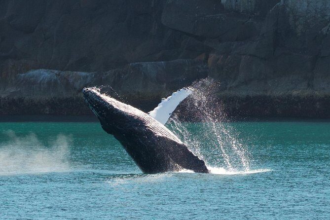 Full-Day Kenai Fjords National Park Cruise - Final Thoughts