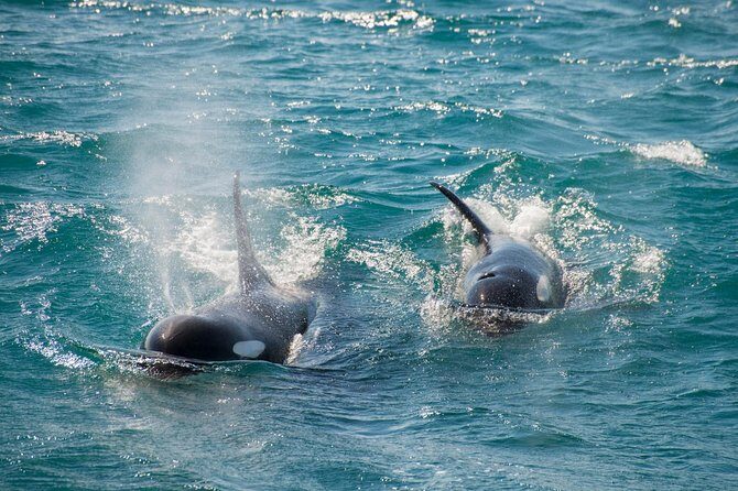 Full-Day Kenai Fjords National Park Cruise - FAQ