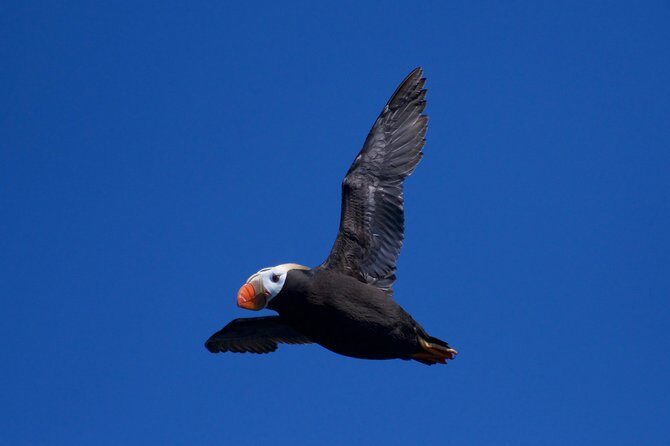 Full-Day Kenai Fjords National Park Northwestern Cruise - Who Will Enjoy This Tour Most?