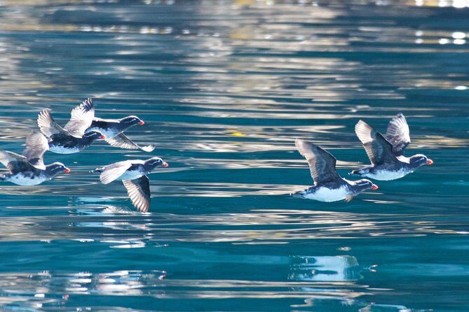 Full-Day Kenai Fjords National Park Northwestern Cruise - FAQ