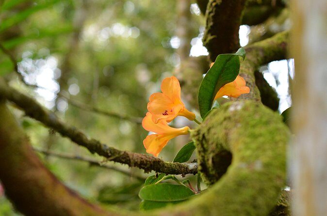 Full Day Kinabalu Park World Heritage Site - What Travelers Say (Based on reviews)