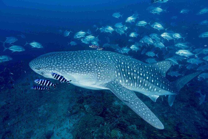 Full-Day Koh Bon Scuba Diving from Phuket - Introduction: Why This Trip Might Be Your Best Choice
