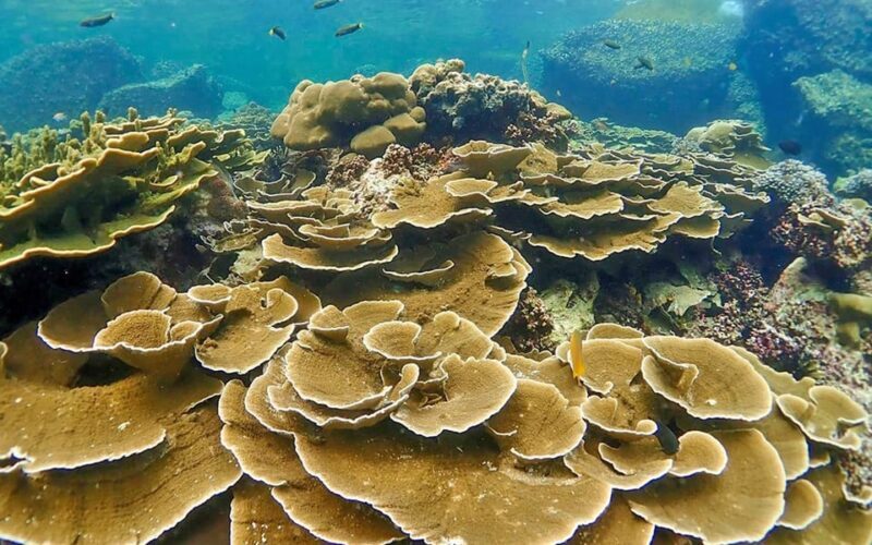 Full-Day Koh Lipe 5 points Snorkeling (East Zone) with Lunch - A Deep Dive Into the Experience