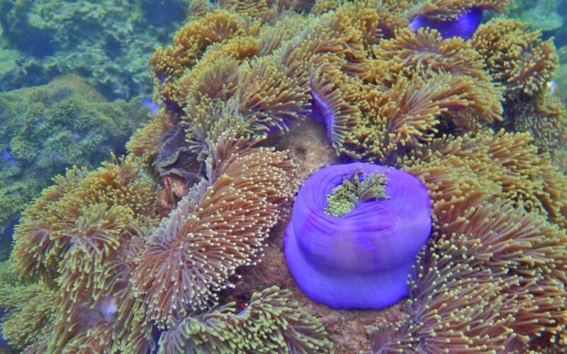 Full-Day Koh Lipe 5 points Snorkeling (East Zone) with Lunch - The Sum Up