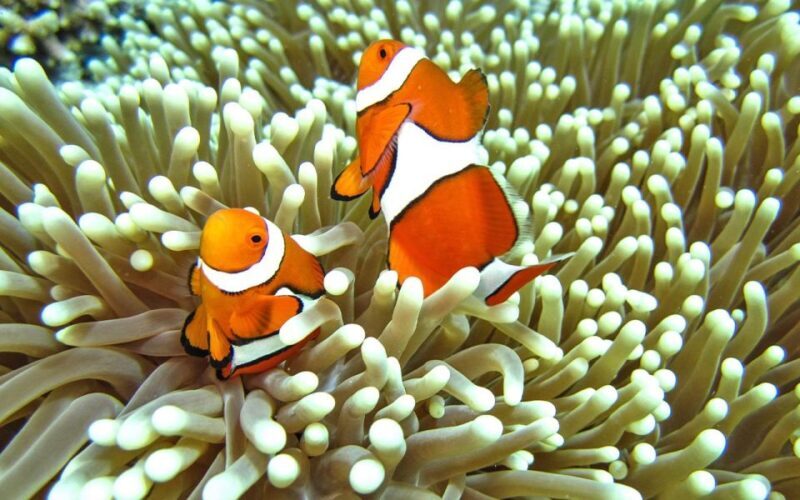 Full-Day Koh Lipe 7 points Snorkeling Experience with Lunch - FAQs