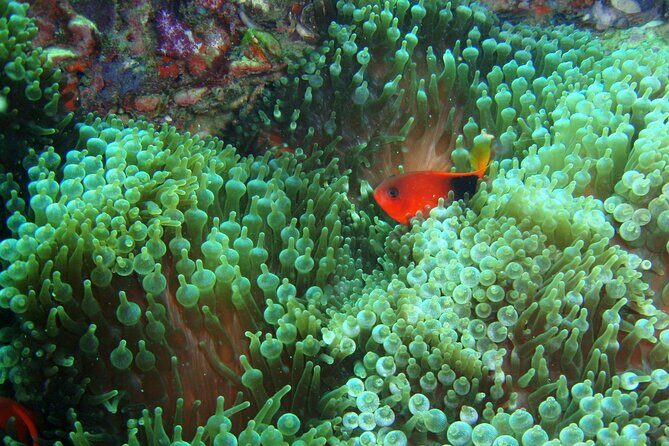 Full-Day Koh Phi Phi Scuba Diving Course from Phuket - The Dive Experience and Review Insights