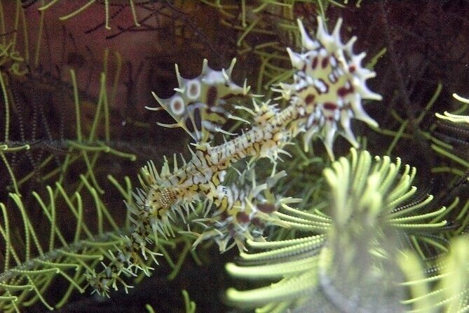 Full-Day Koh Phi Phi Scuba Diving Course from Phuket - Who Should Consider This Tour?