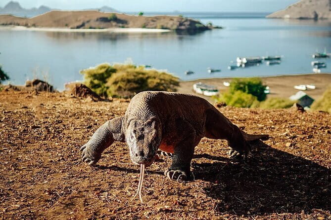 Full Day Komodo Tour With MK Express Speedboat Visit 6 Spot - Whats Included and Whats Not