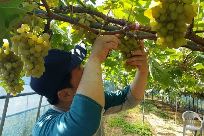 Full-Day Korean orchard tour with Lunch[Depart from Busan] - An In-Depth Look at the Orchard Tour from Busan