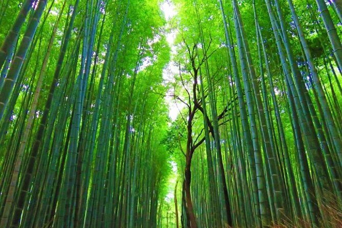 Full Day Kyoto Chartered Taxi Tour - Who Will Love This Tour?