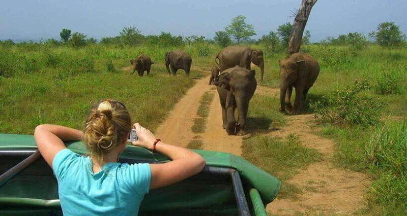 Full Day Leopard Safari at Yala and Traditional Curd Tasting - The experience provider and logistics