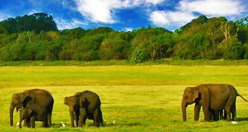 Full Day Leopard Safari at Yala and Traditional Curd Tasting - Summing up the benefits