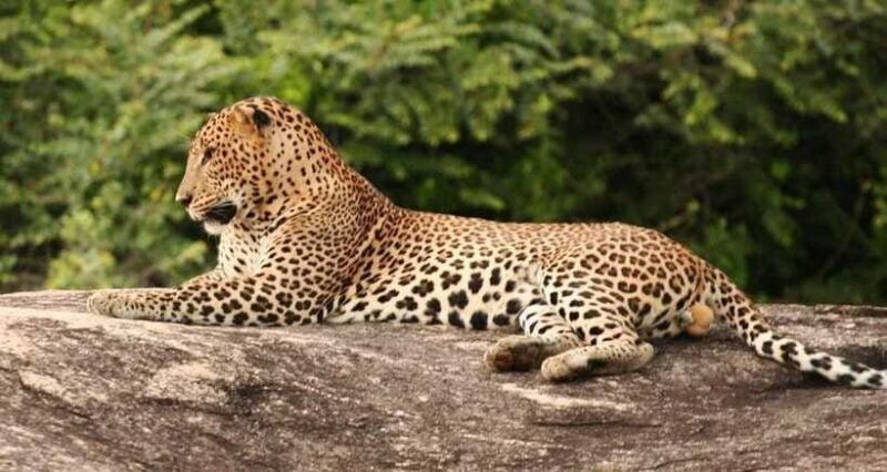 Full Day Leopard Safari at Yala and Traditional Curd Tasting - Frequently Asked Questions