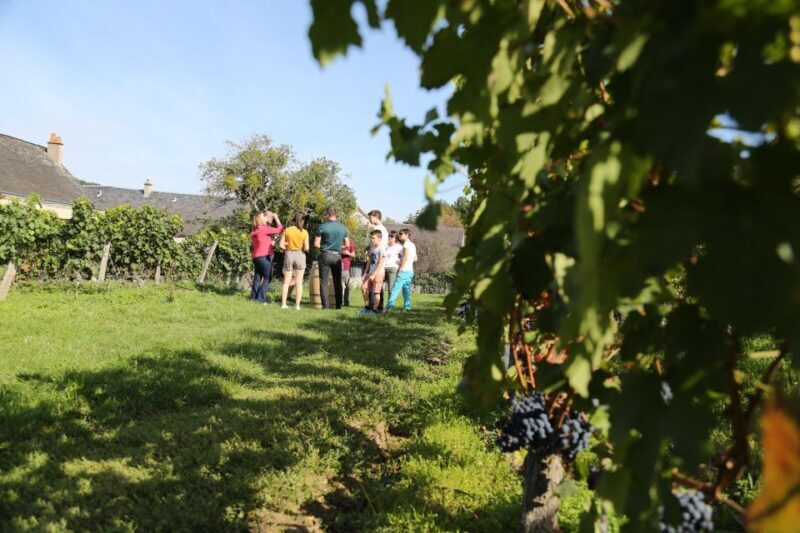 Full Day Loire Valley Wine Tour with lunch: Vouvray & Chinon - An Authentic Taste of the Loire Valley in a Day