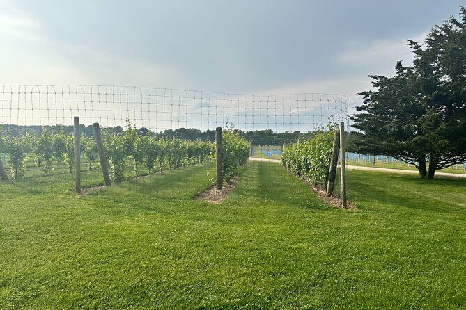 Full-Day Luxury Long Island Private Winery Tour - An In-Depth Look at the Experience
