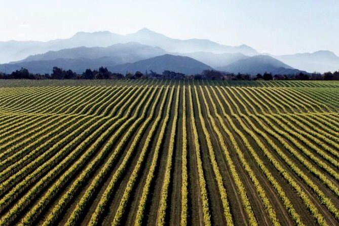Full-Day Marlborough Wine Tour from Blenheim - A Detailed Look at the Full-Day Marlborough Wine Tour