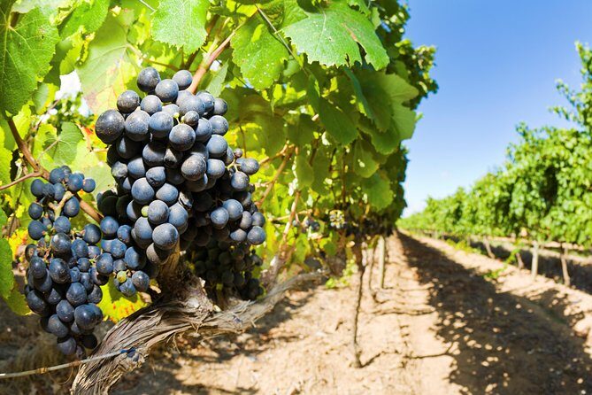 Full Day Martinborough Wine Tour - Final Thoughts