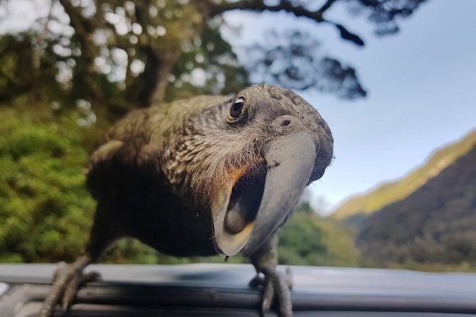 Full-Day Milford Sound Tour with Cruise and Walks from Te Anau - Authentic Moments and Traveler Insights