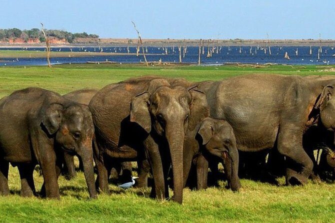 Full-Day Minneriya and Kaudulla National Parks Private Safari - What to Expect from the Tour