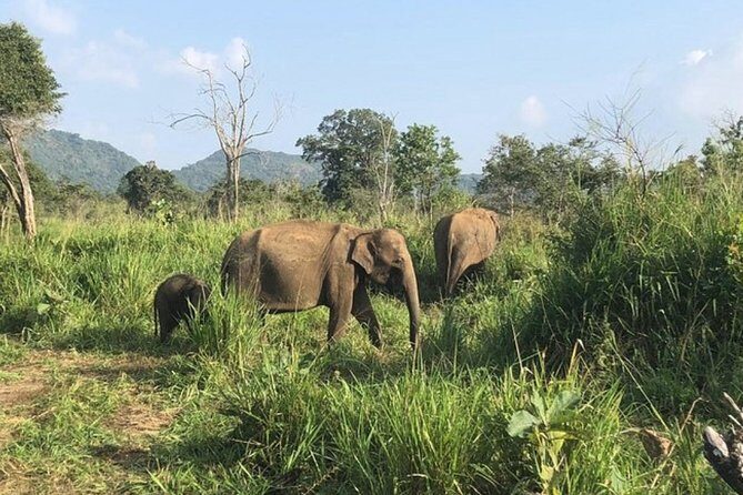 Full-Day Minneriya and Kaudulla National Parks Private Safari - Why We Appreciate This Experience