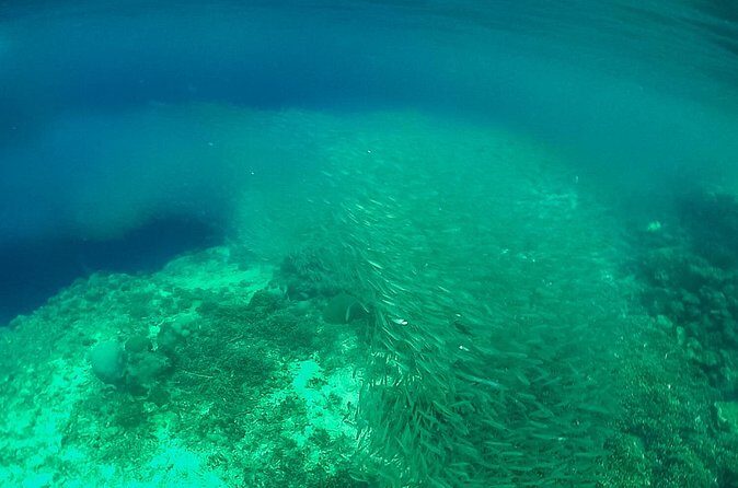 Full-Day Moalboal Islands and Kawasan Falls Small-Group Tour from Cebu - The Sum Up