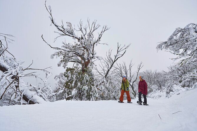Full-Day Mount Buller Tour - Who Is This Tour Best For?