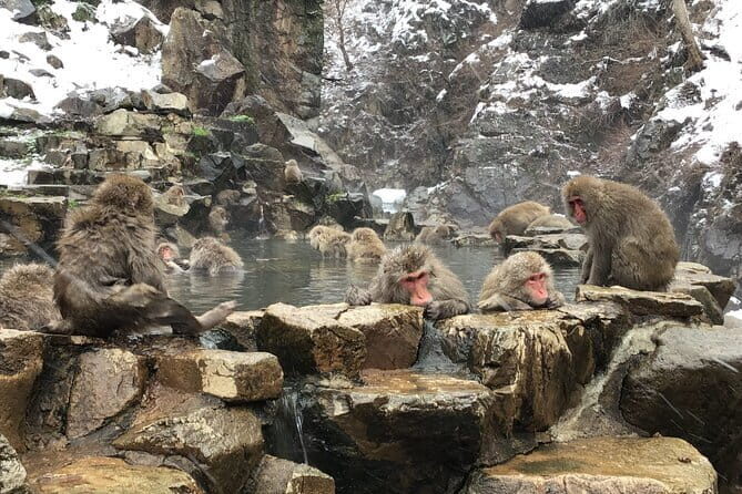 Full Day Nagano Tour Jigokudani Park And Zenkuji Temple - Itinerary Deep Dive