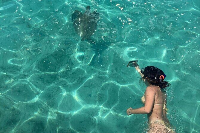 Full Day Nouméa Signal Island Turtle Tour - Key Points