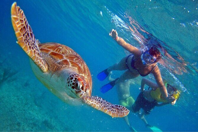 Full day Oahu´s North Shore Circle Island & Snorkeling w/ Turtles - Introduction: A Full-Day Explore of Oahus Highlights