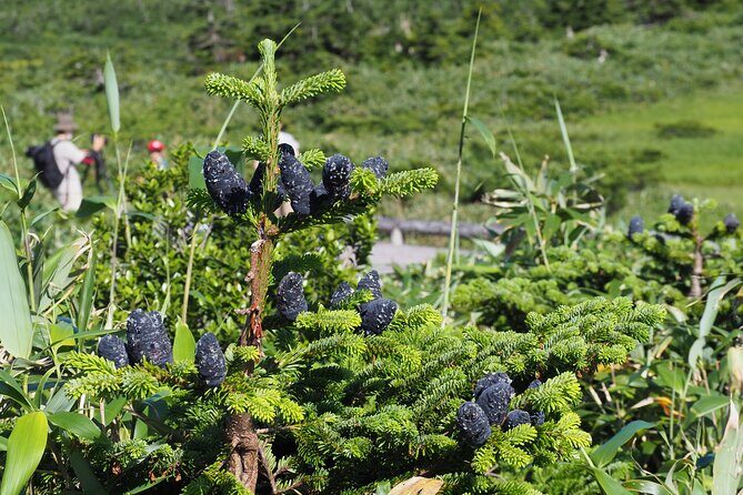 Full day Oirase Stream and Lake Towada Tour - A Deep Dive into the Experience