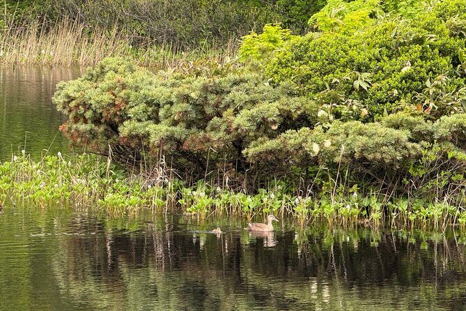 Full day Oirase Stream and Lake Towada Tour - Who Should Consider This Tour?