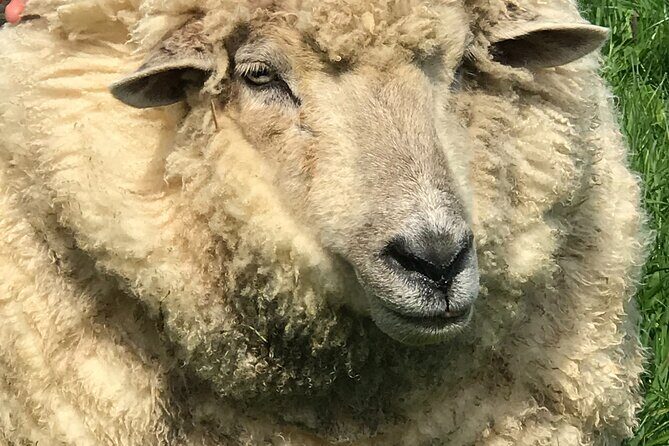 Full-Day Omaka Aviation Heritage Center and Wine Tasting Tour - A Closer Look at the Itinerary