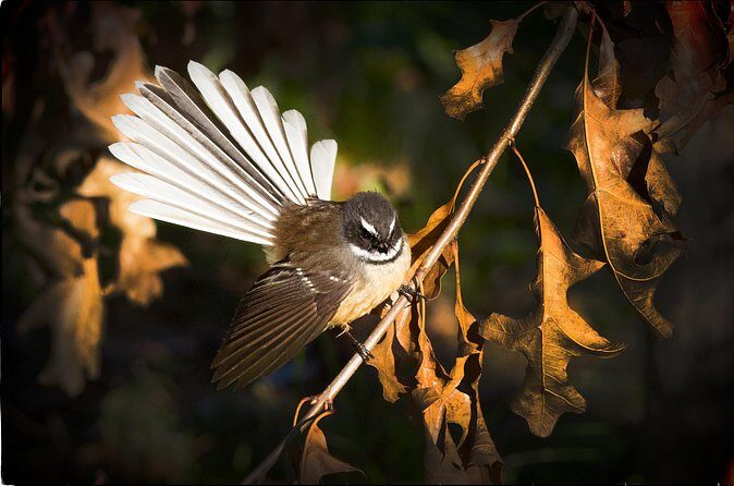 Full-Day Omaka Aviation Heritage Center and Wine Tasting Tour - The Bottom Line