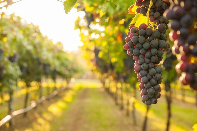 Full-Day omprehensive Tour of Rhodes including Wine Tasting - What to Expect from the Itinerary